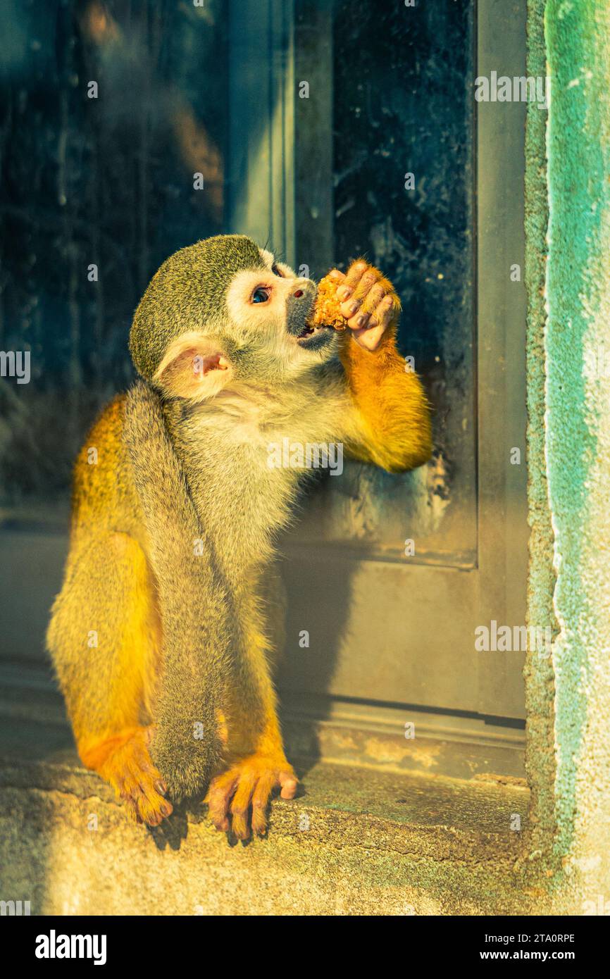 wildlife monkey in a cage Stock Photo - Alamy