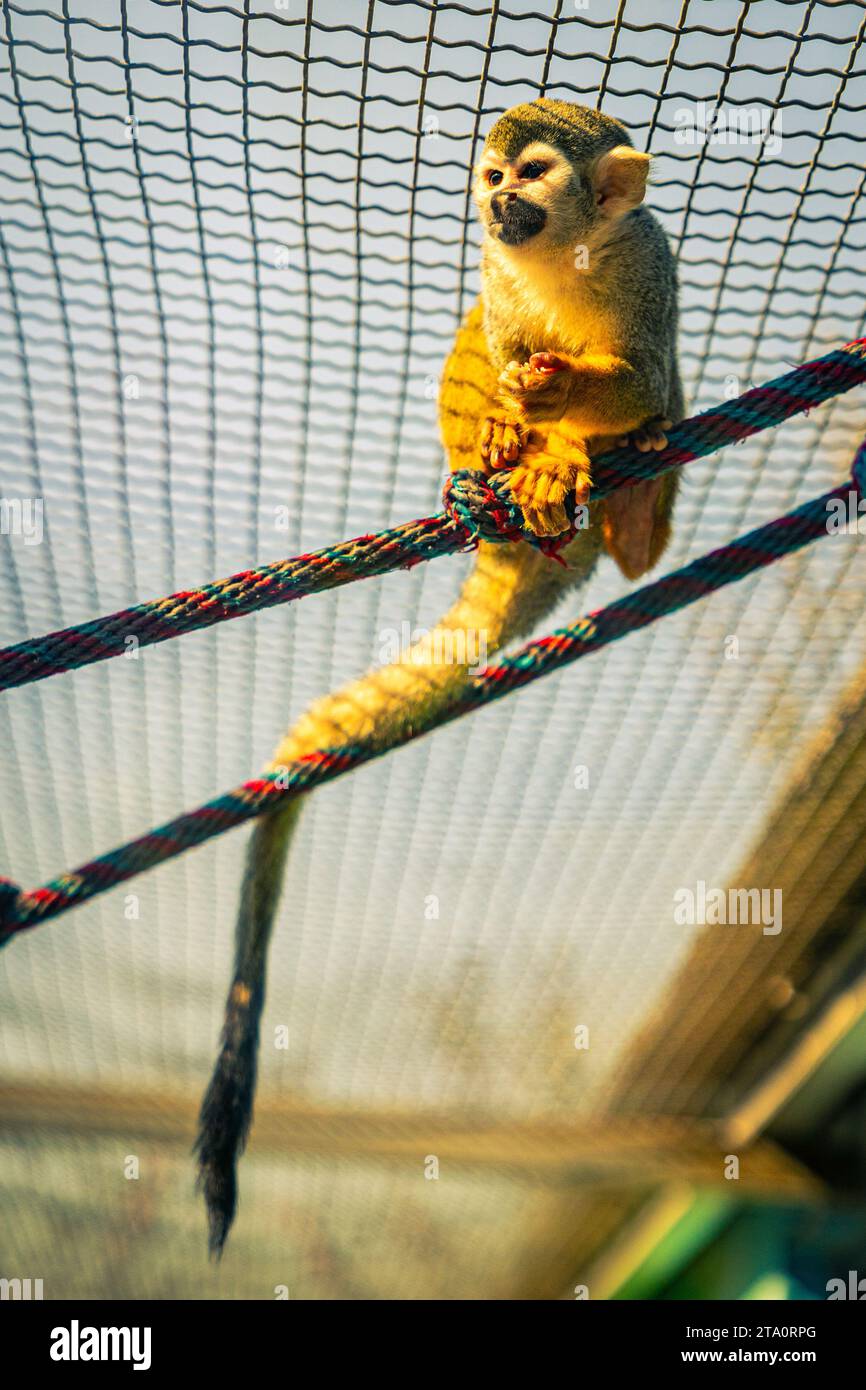 Closeup monkey in cage zoo hi-res stock photography and images - Alamy