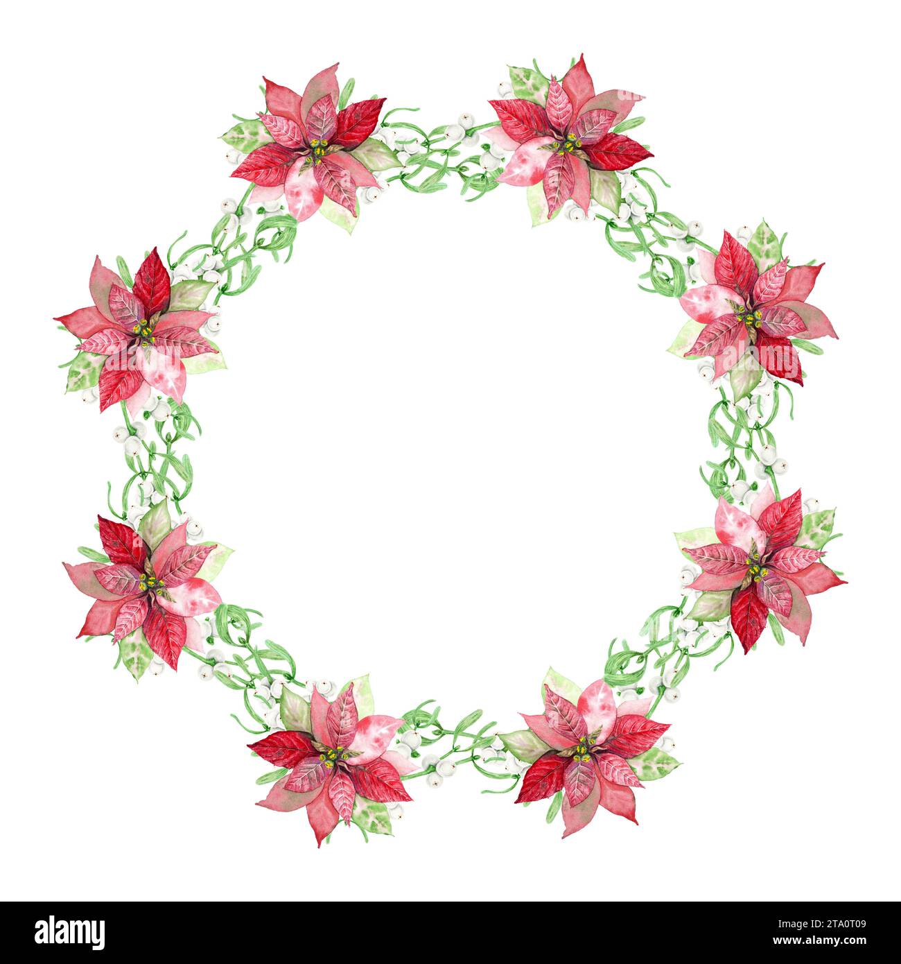Round frame, wreath of Poinsettia, Mistletoe evergreen branches with ...