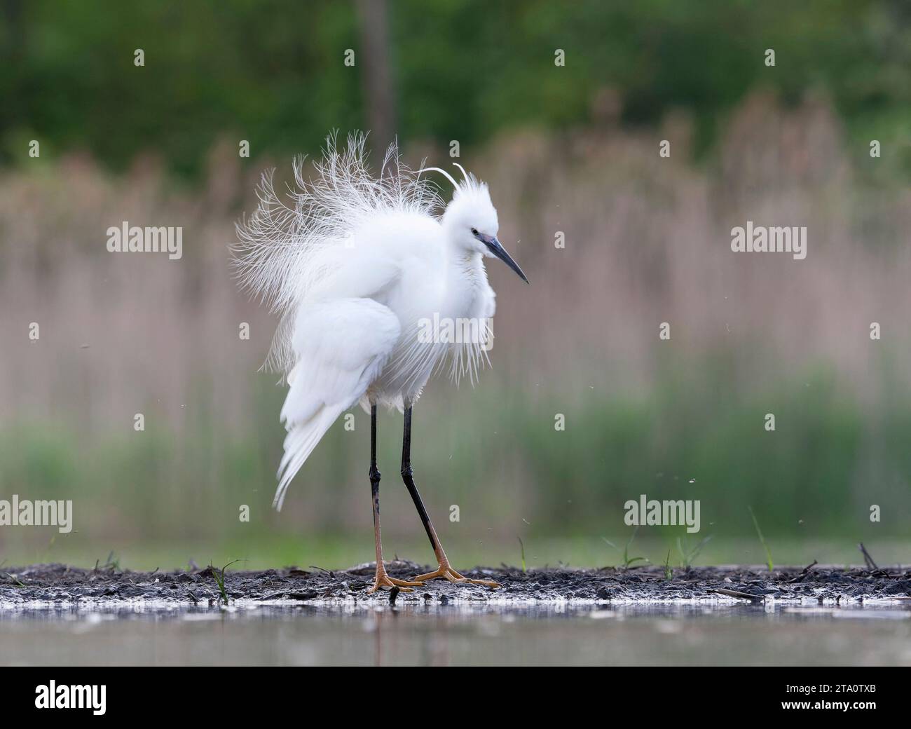 Little Egret (Egretta garzetta) during spring in wetland in Hungary ...