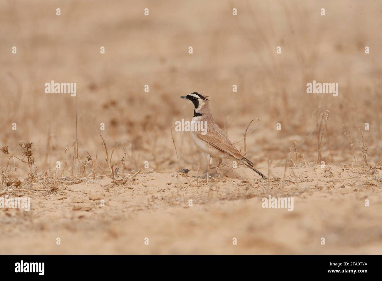 Temminck's Lark (Eremophila bilopha) in breeding habitat in Negev ...