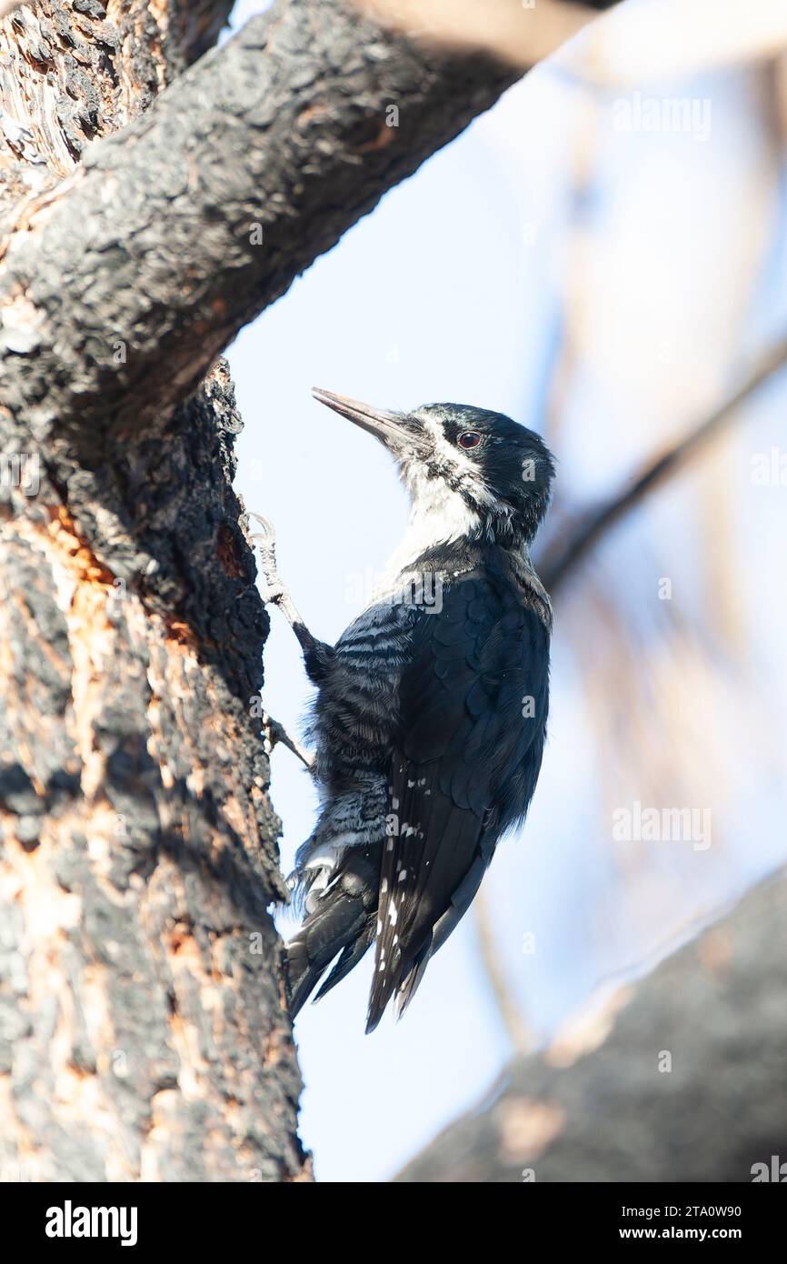 Black-backed Woodpecker, Picoides arcticus, during autumn south of Mono ...
