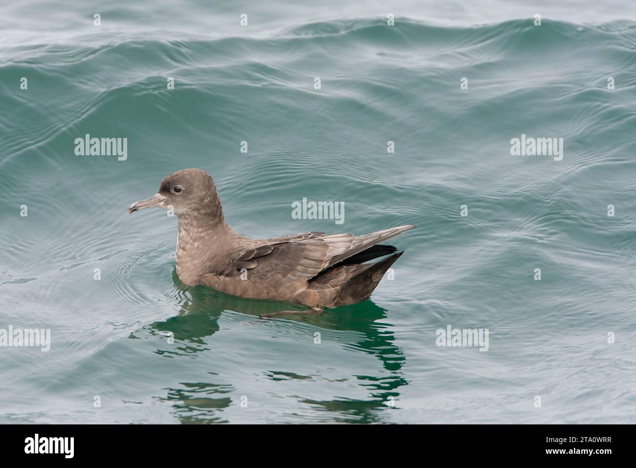 Sooty Shearwater (Puffinus griseus) during autumn migration off the ...