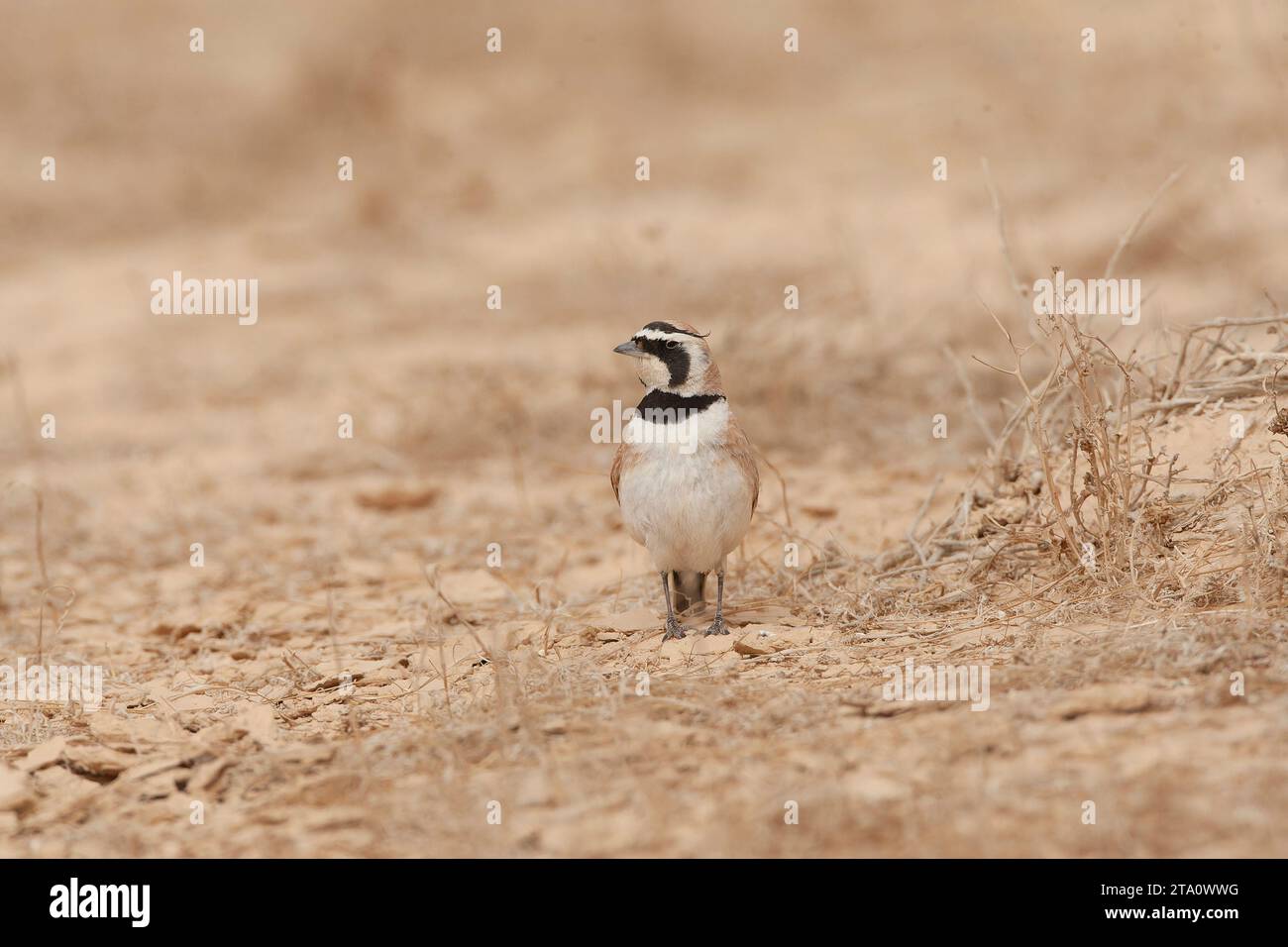 Temminck's Lark (Eremophila bilopha) in breeding habitat in Negev ...