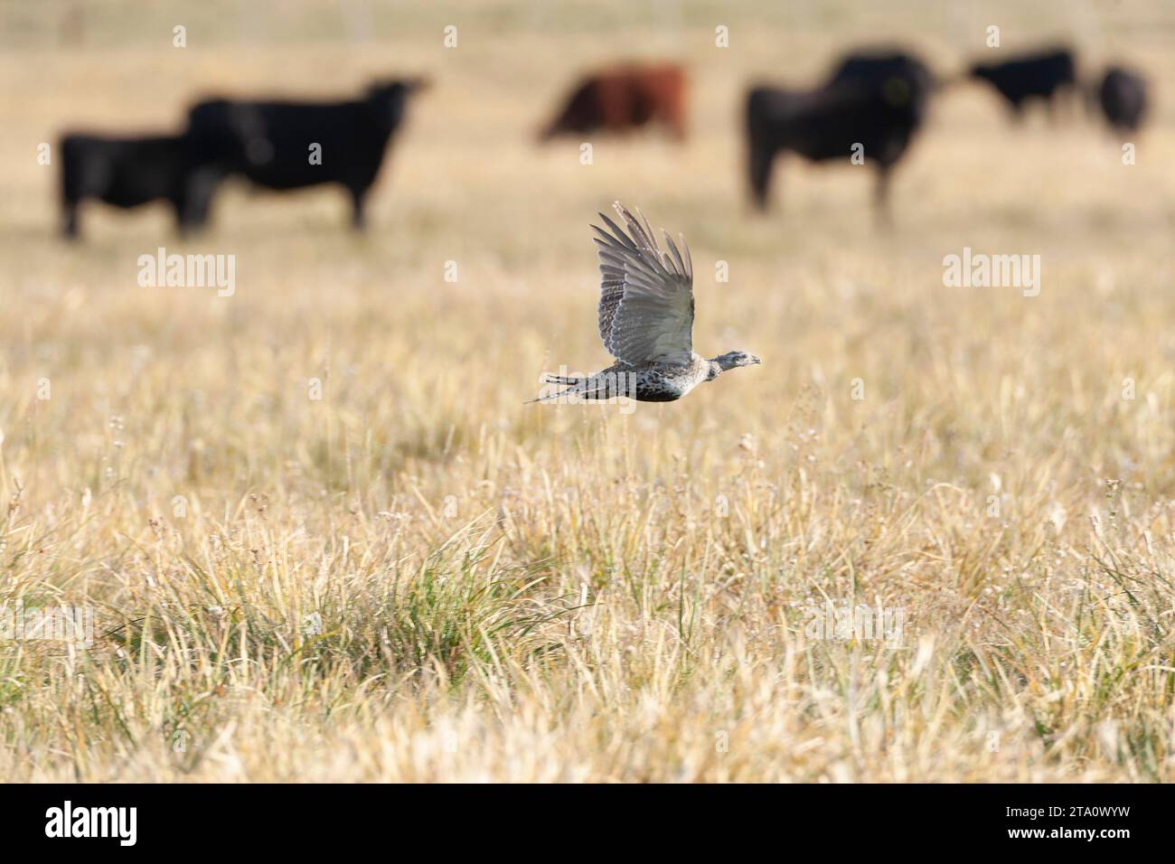 Greater sage-grouse (Centrocercus urophasianus) during autumn, south of ...
