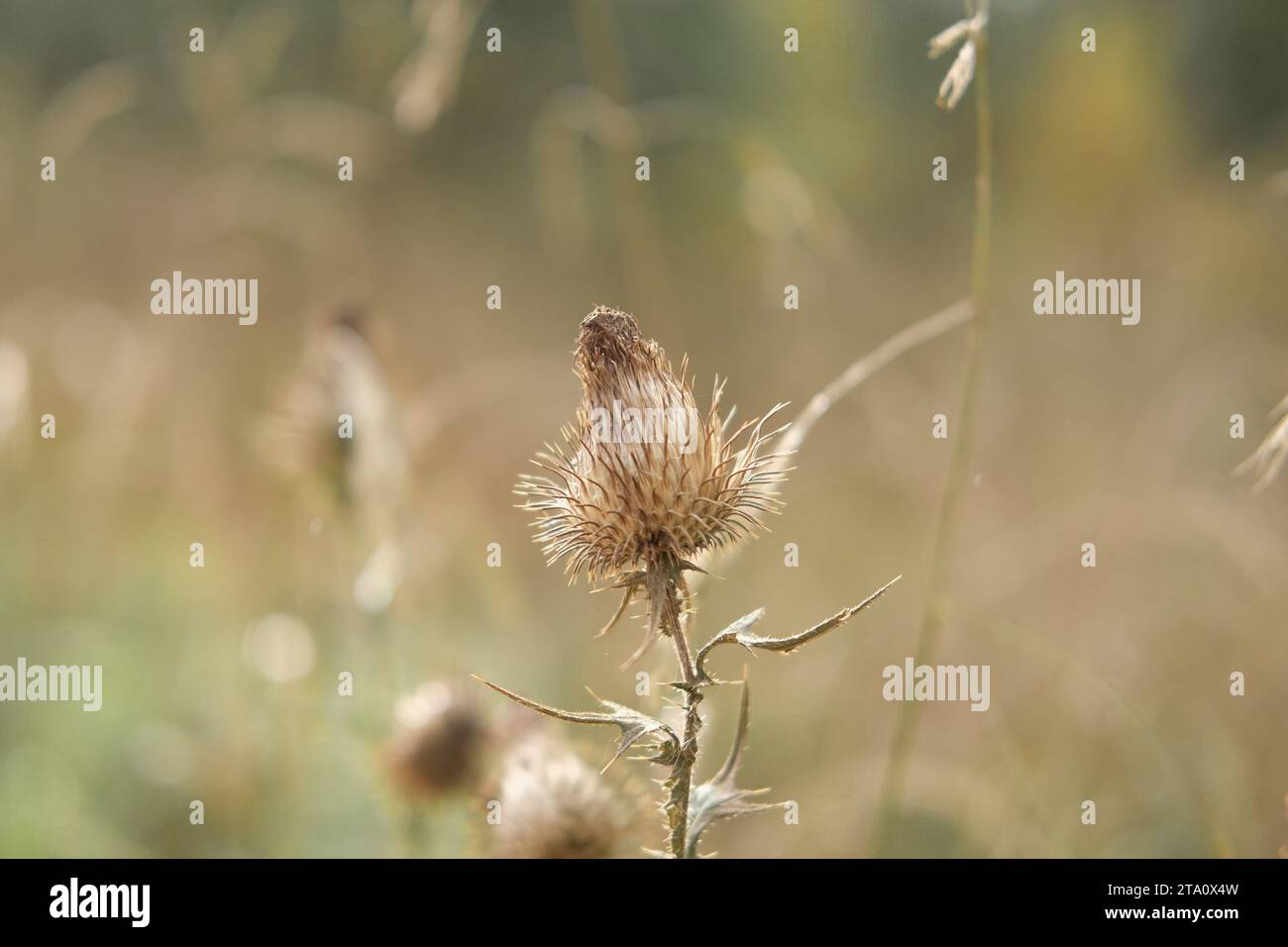Dry sedge grass in the wind. Golden burdock, agrimony, Bur. Abstract ...
