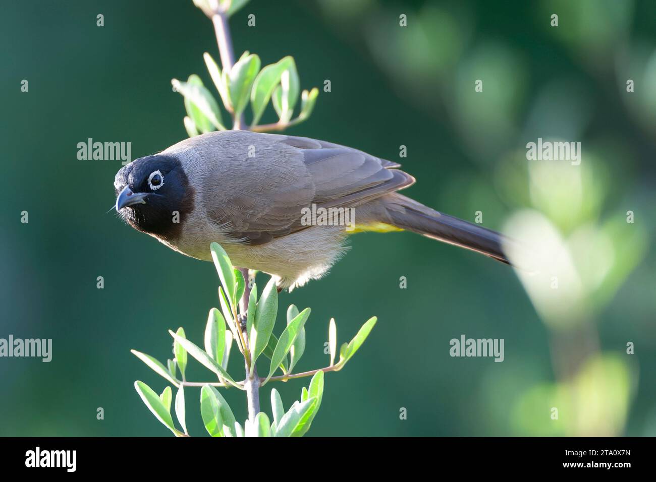 White-spectacled Bulbul, Pycnonotus xanthopygos, in Israel Stock Photo ...