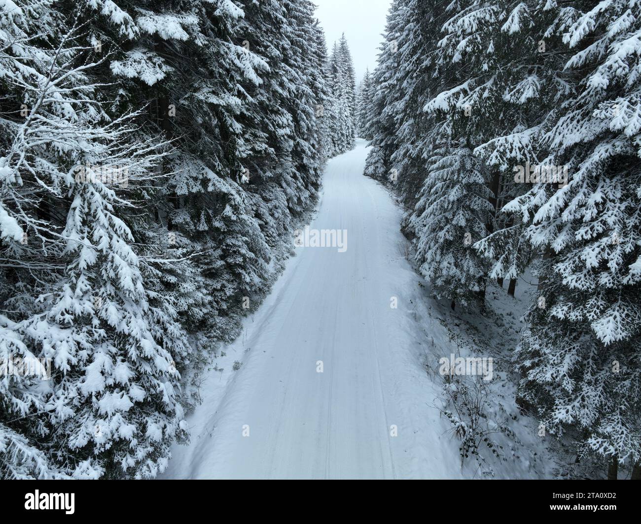 Misty Sunset on the Snowy Mountains aerial drone point of view Forests ...