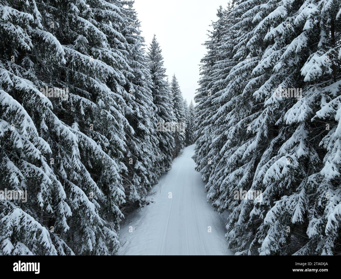 Misty Sunset on the Snowy Mountains aerial drone point of view Forests ...