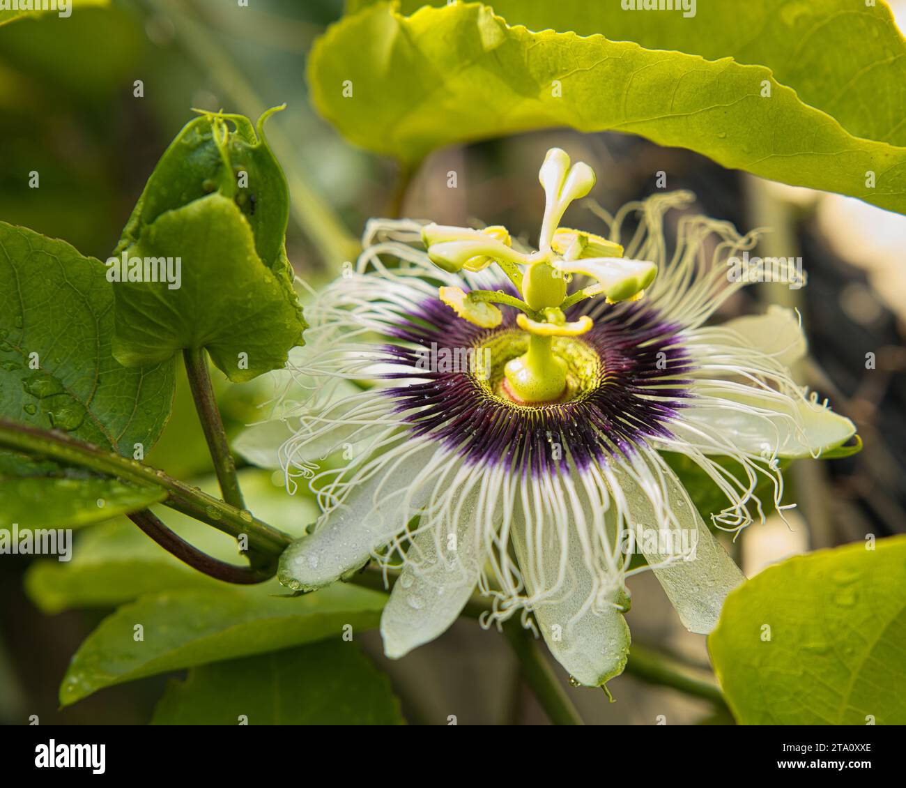 Passionflower leaves and fruit hi-res stock photography and images - Alamy