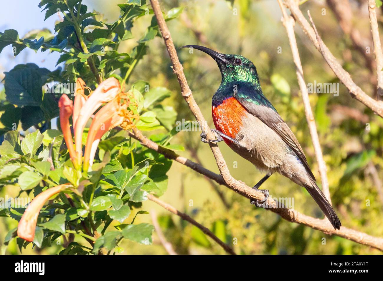 Dimorphic sunbird hi-res stock photography and images - Alamy