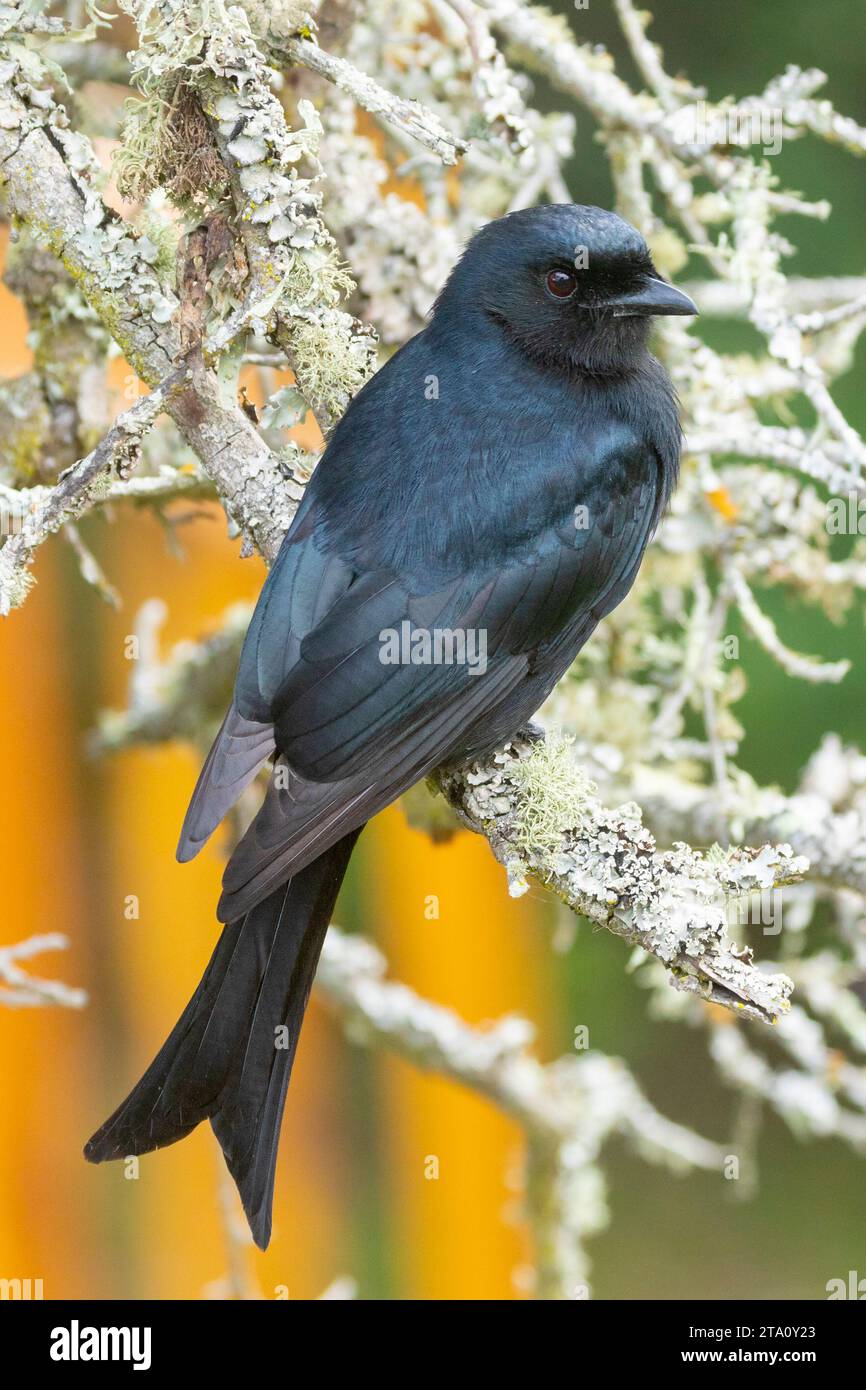 Fork tailed drongo habitat hi-res stock photography and images - Alamy
