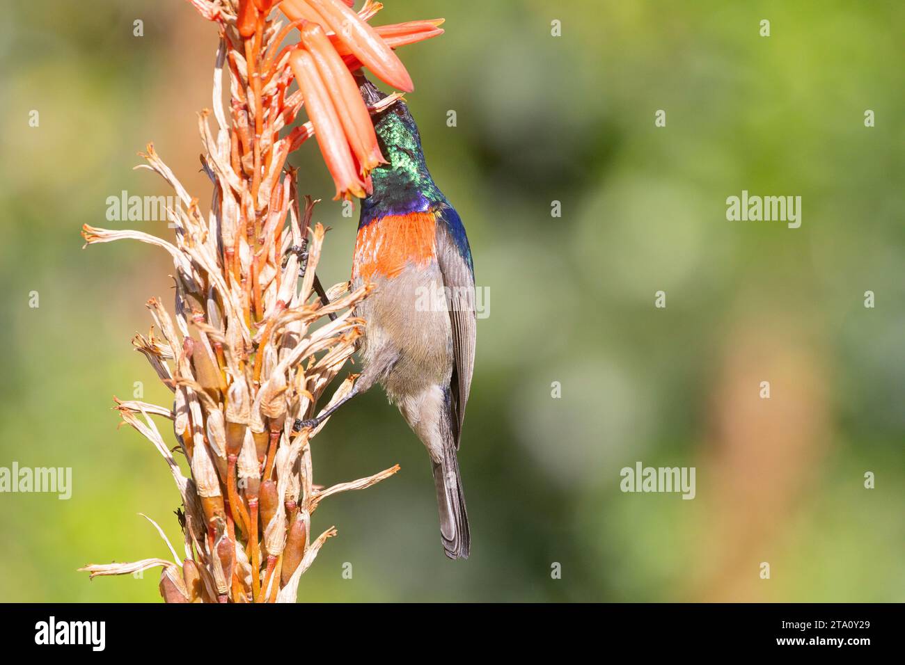 Breeding male Greater Double-collared Sunbird (Cinnyris afer ...