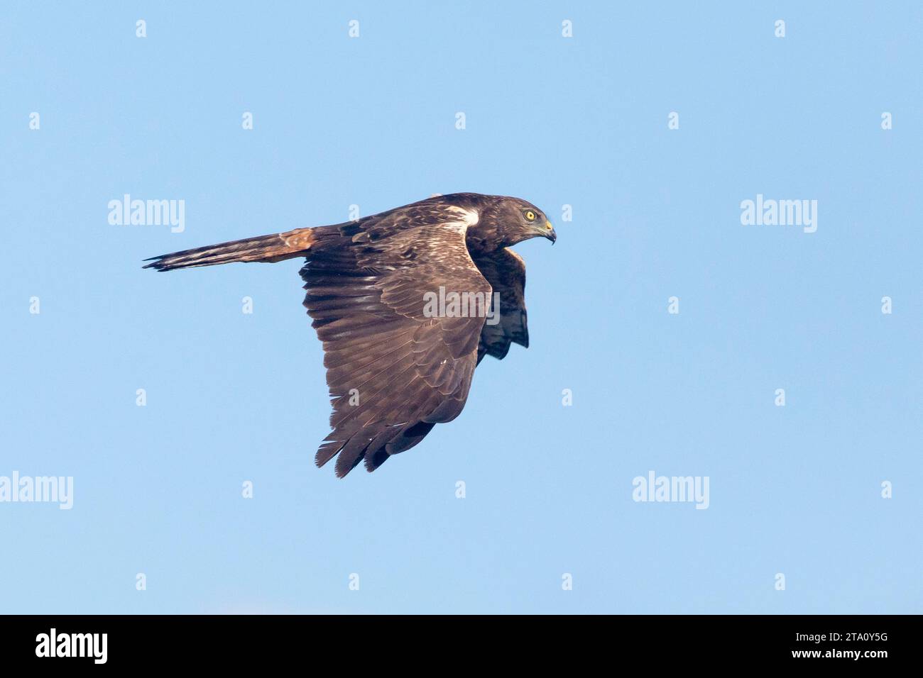 African raptor in flight hi-res stock photography and images - Alamy