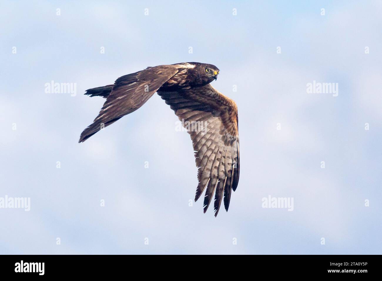 African marsh harrier hi-res stock photography and images - Alamy