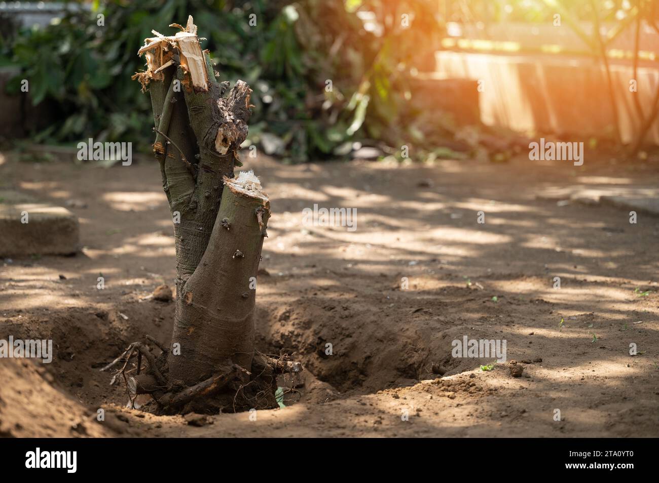 Deforesting back yard of house theme with copy blurred space Stock ...