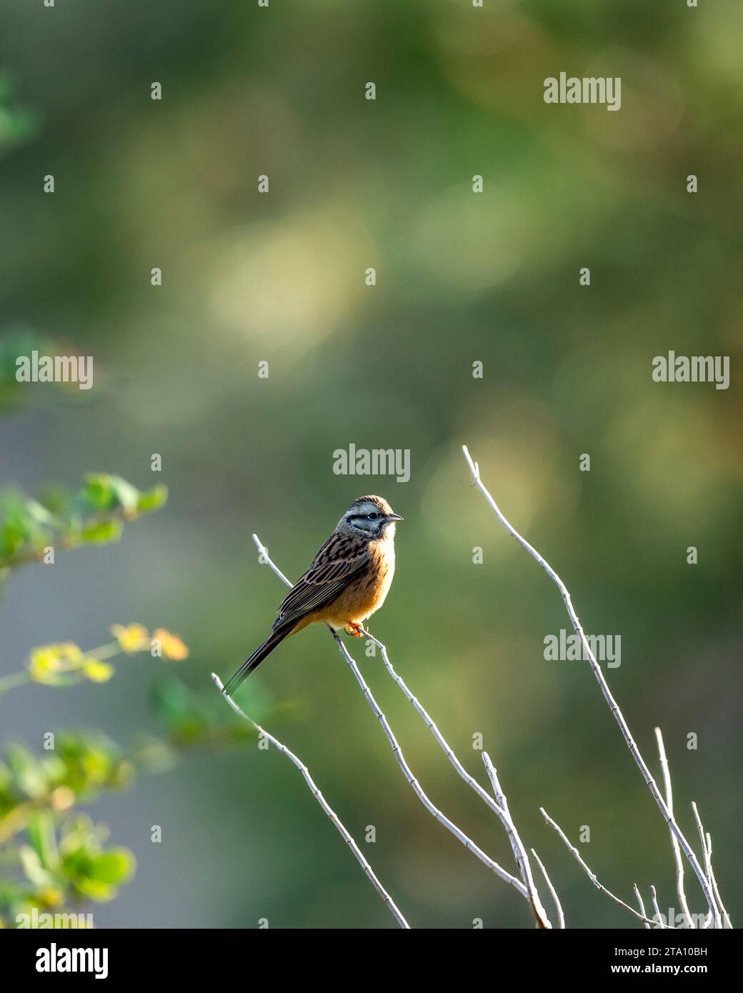 rock bunting or Emberiza cia bird in natural green background in winter ...