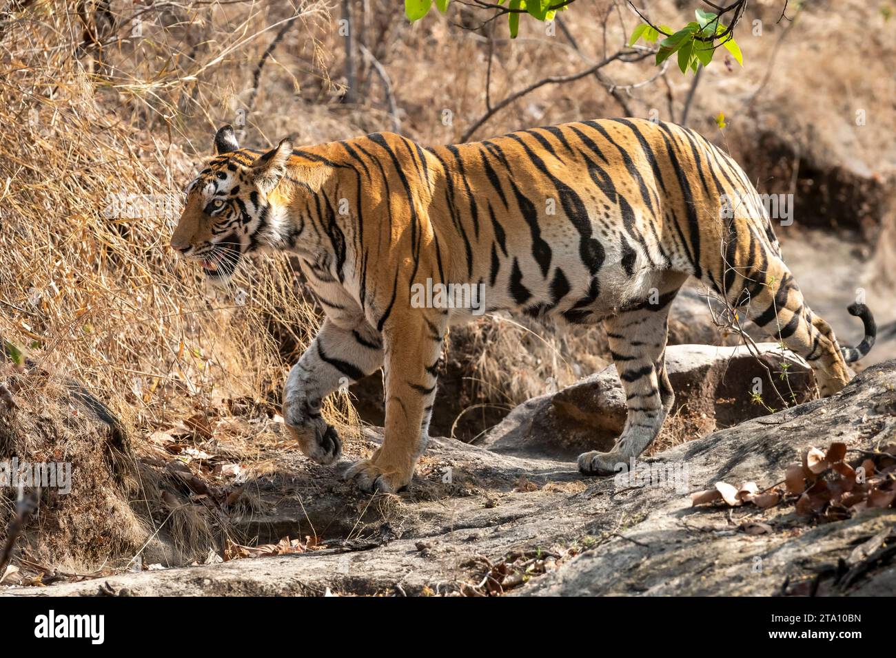 wild bengal female tiger or panthera tigris side profile and angry face ...