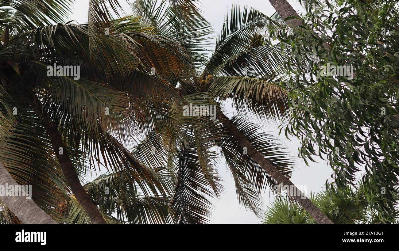 Group of Coconut trees in daylight Stock Photo - Alamy