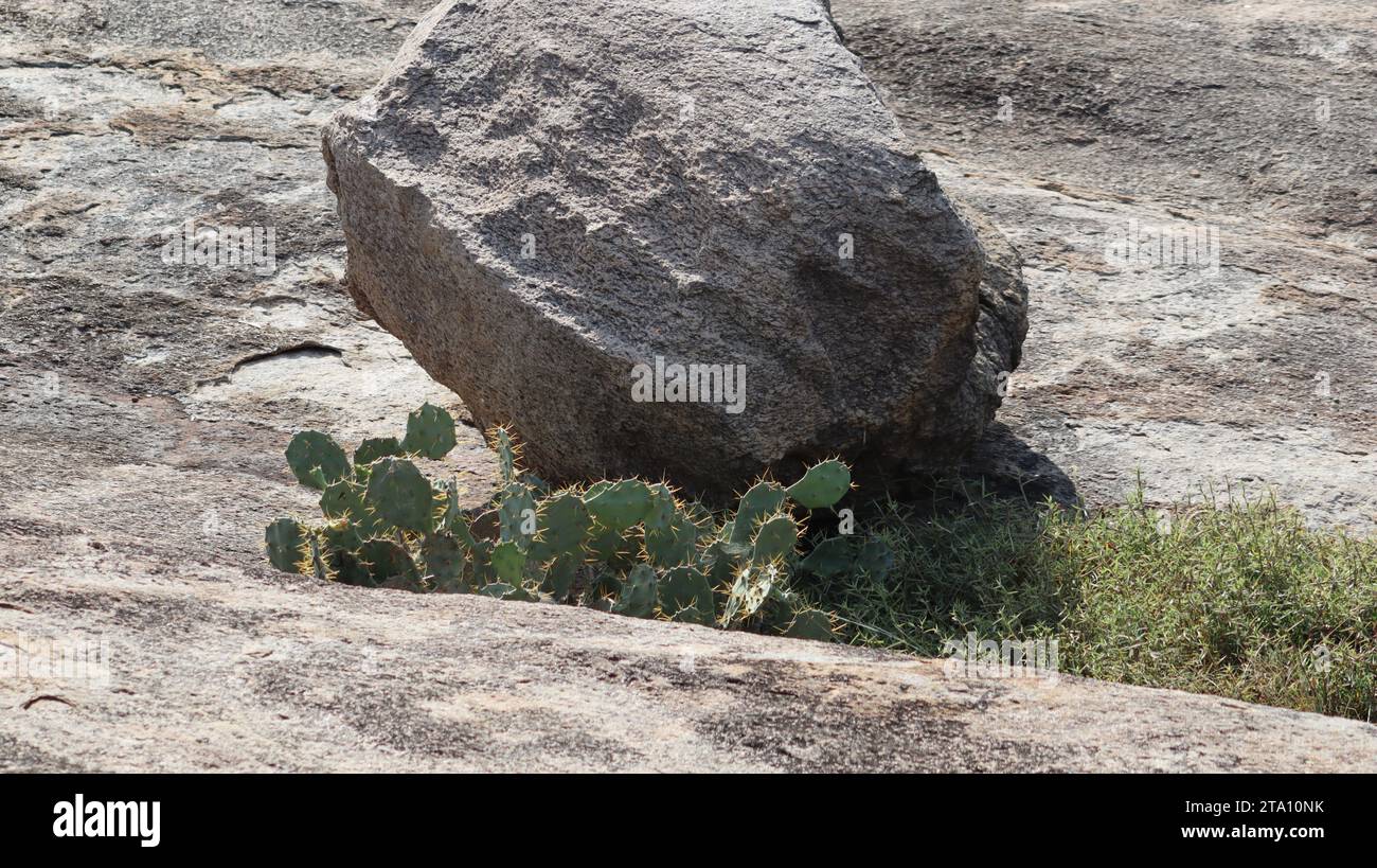 Naturally formed cactus plant under the rock Stock Photo - Alamy
