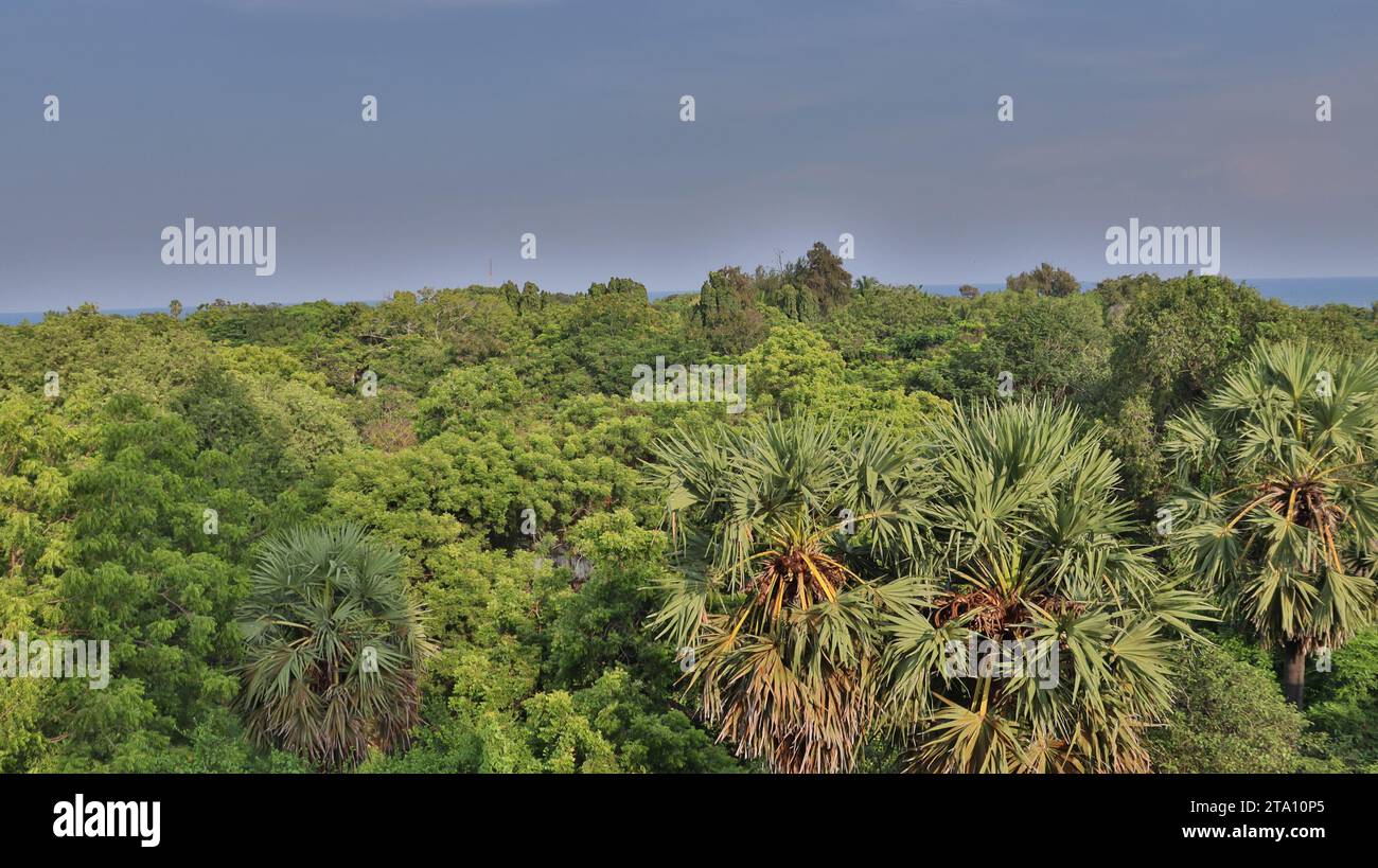 Dense evergreen shrub hi-res stock photography and images - Alamy
