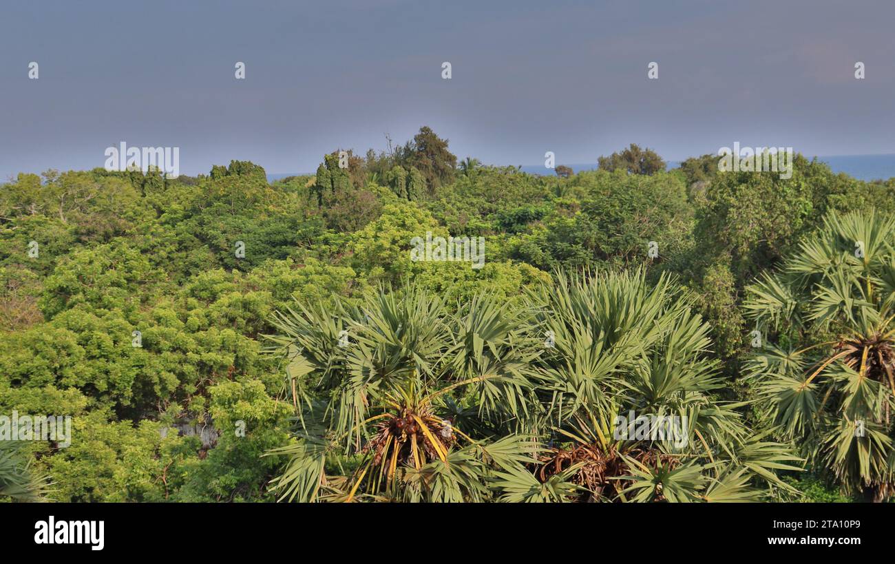Dense trees and bushes in the forest covering everything Stock Photo ...