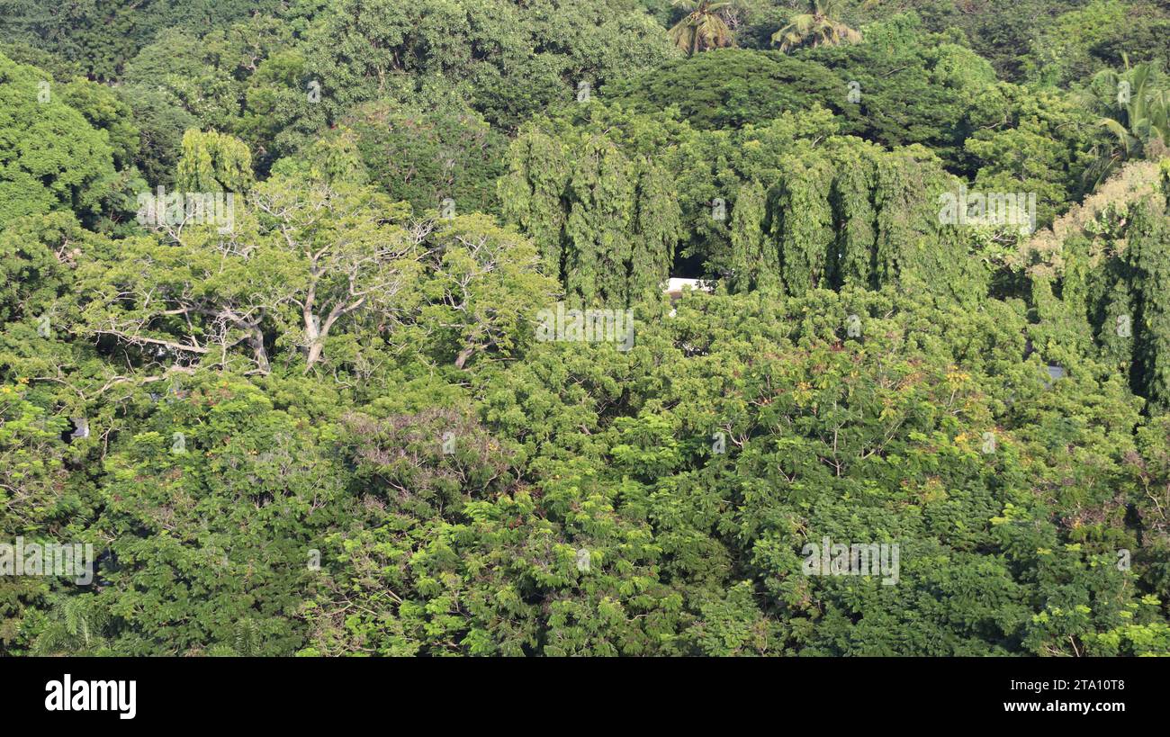 Dense trees and bushes in the forest covering everything Stock Photo ...