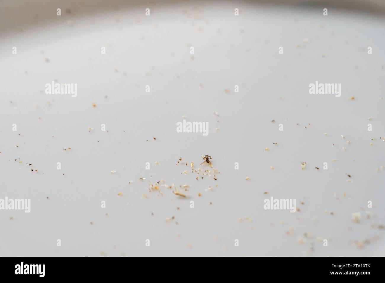 It seems like there are no flying insects in the house, but when I took ...