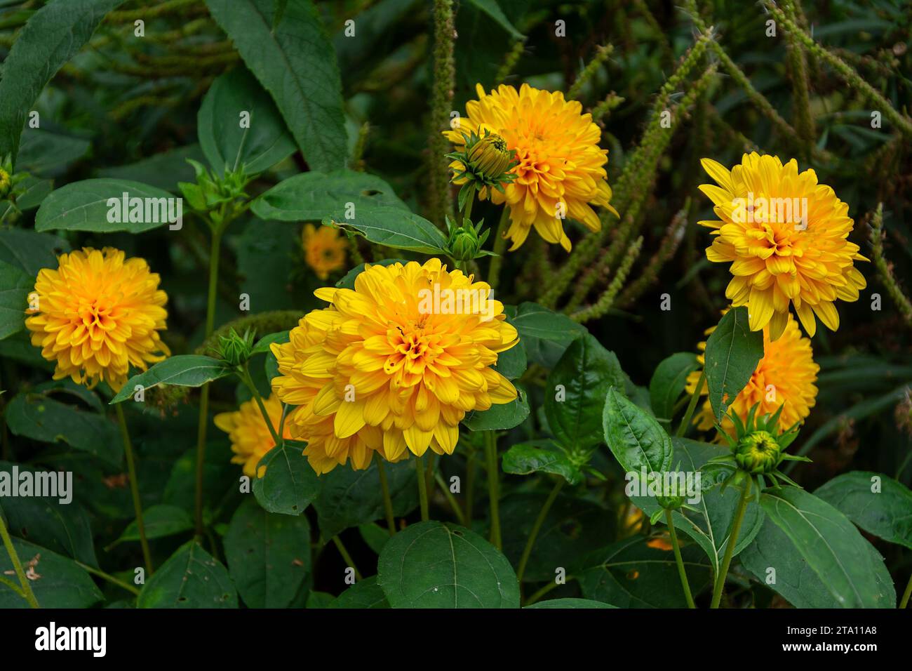 Large bright yellow ball flowers hi-res stock photography and images ...