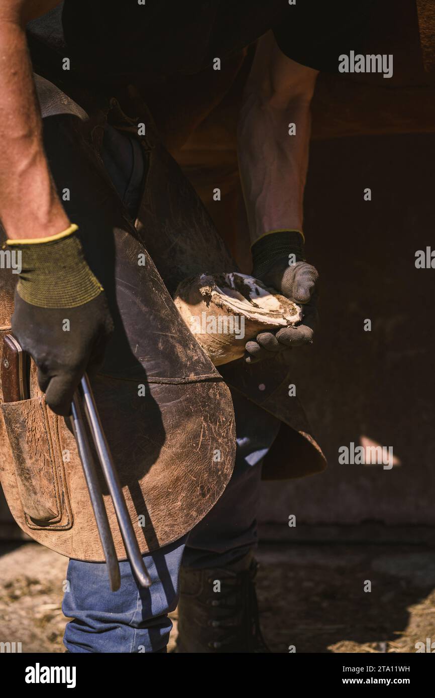 Horseshoeing preparation is in progress. The farrier holds the hoof ...