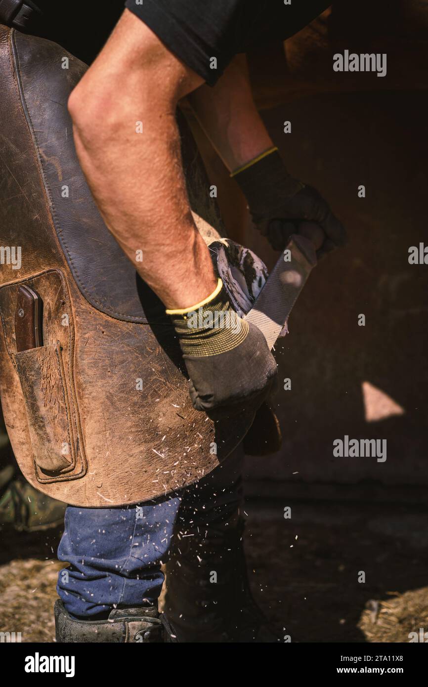 The farrier is preparing the hoof for horseshoeing. He removes, rasps ...
