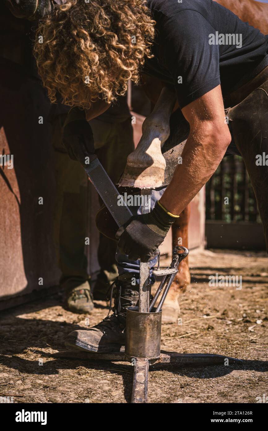 The farrier is preparing the hoof for horseshoeing. He removes, rasps ...