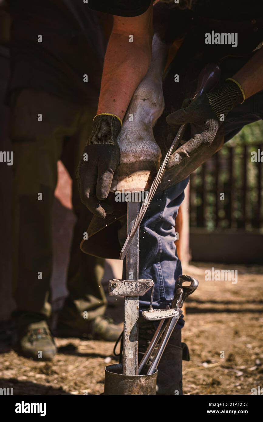The farrier is preparing the hoof for horseshoeing. He removes, rasps ...