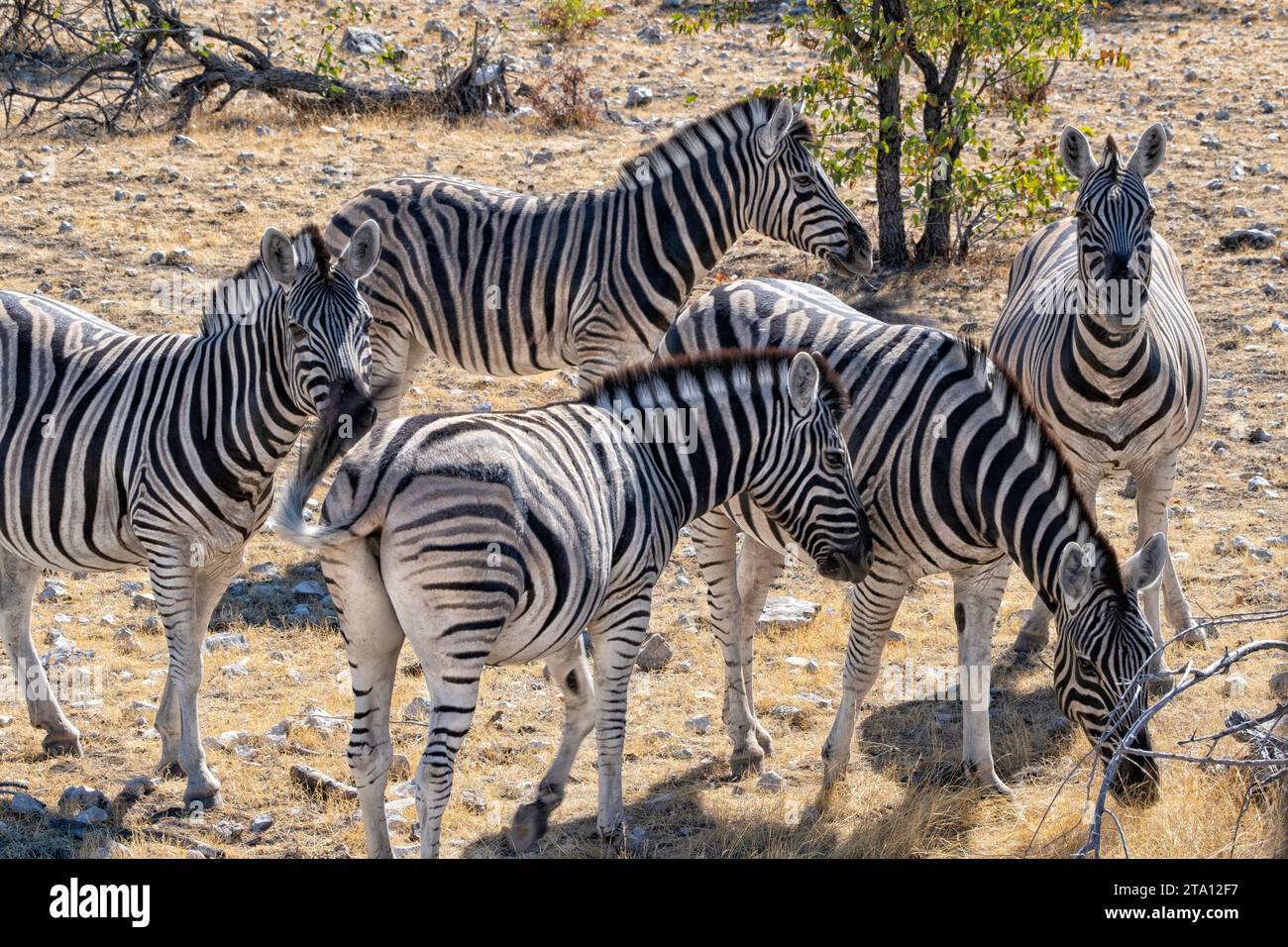 Common plains zebra herd hi-res stock photography and images - Alamy