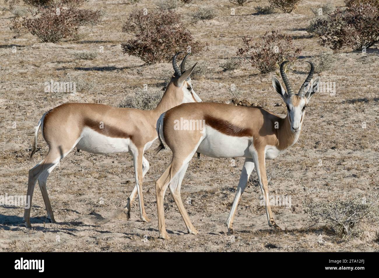 Springboks Antidorcas marsupialis in Etosha National Park Namibia Stock ...