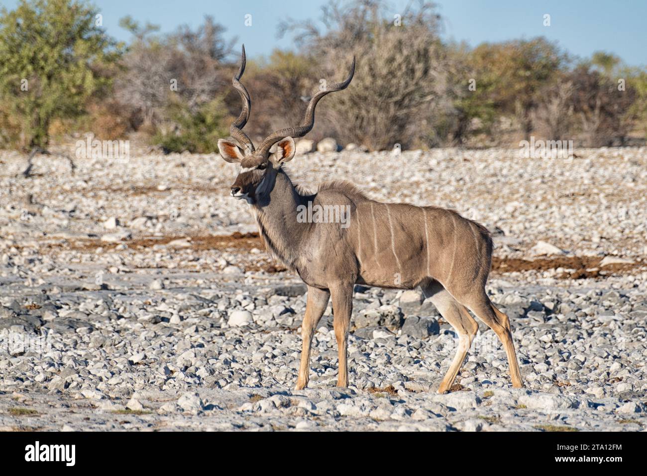 Male Greater Kudu (Tragelaphus strepsiceros) at Olifantsbad Waterhole in Etosha National Park ...