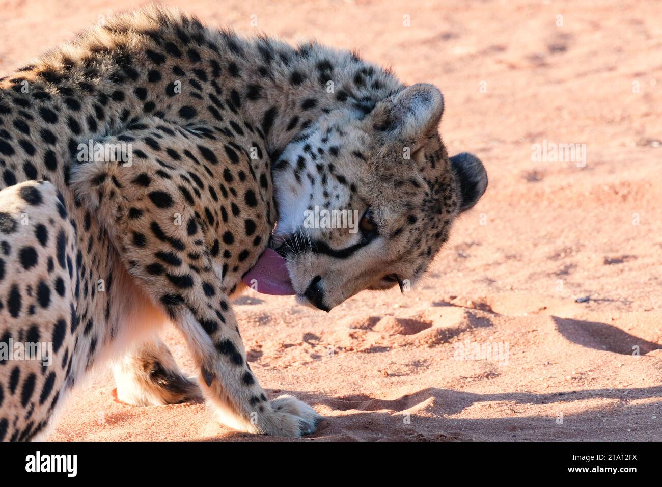 Cheetah head shot hi-res stock photography and images - Alamy