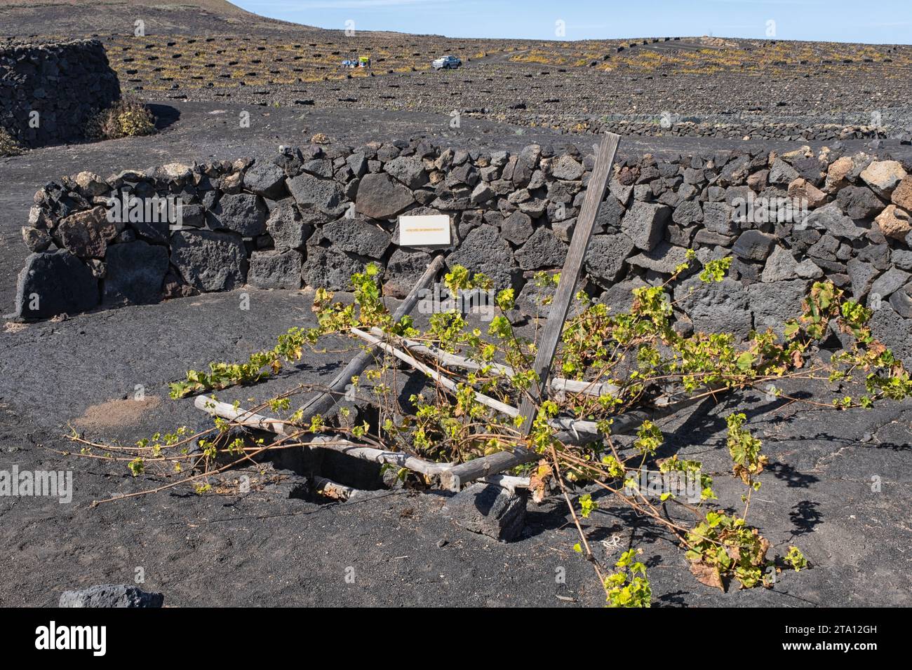 Winery El Grifo on volcanic Lanzerote with a display of growing ...