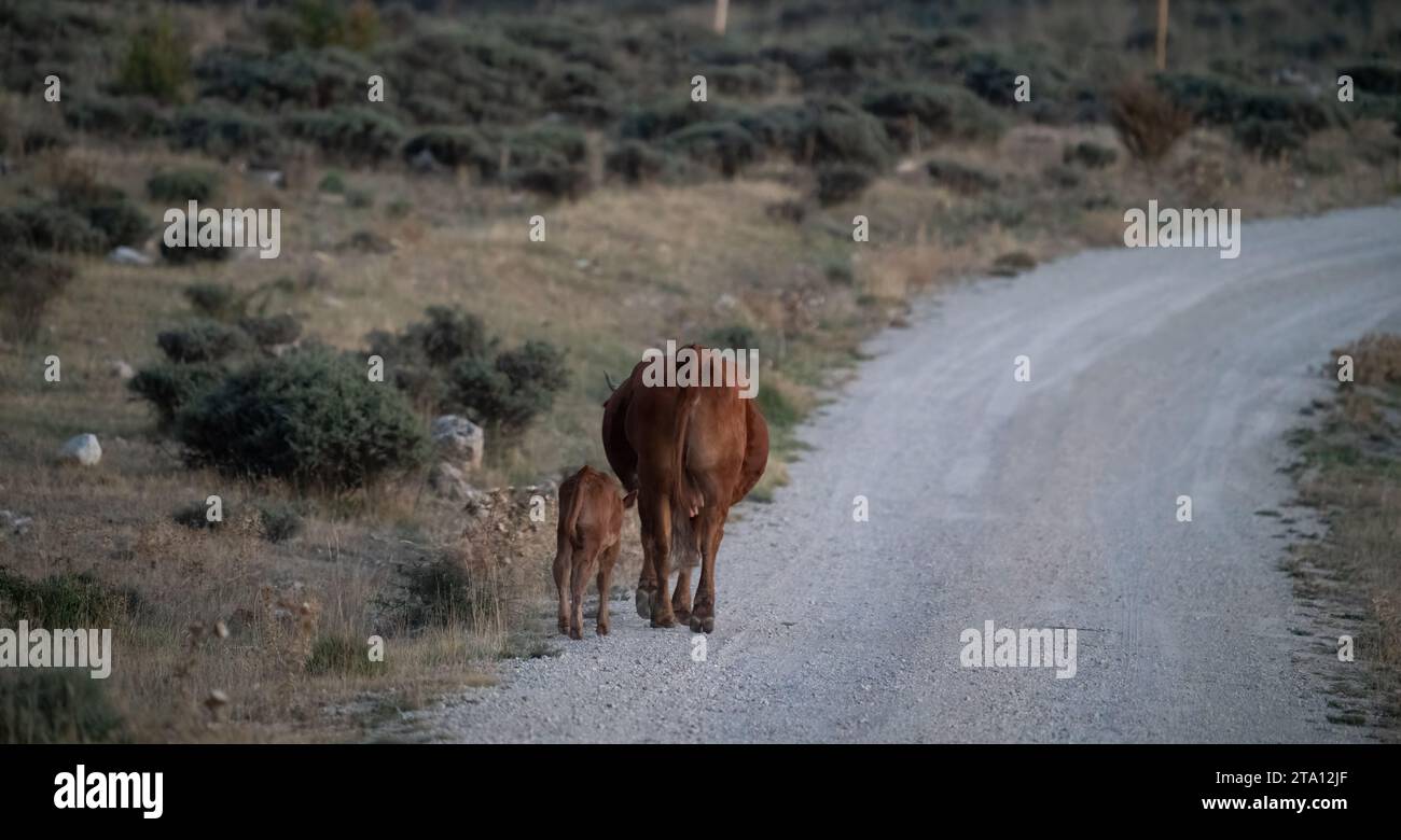 Mother Cow and Calf Journey Down A Dusty Rural Path Stock Photo - Alamy