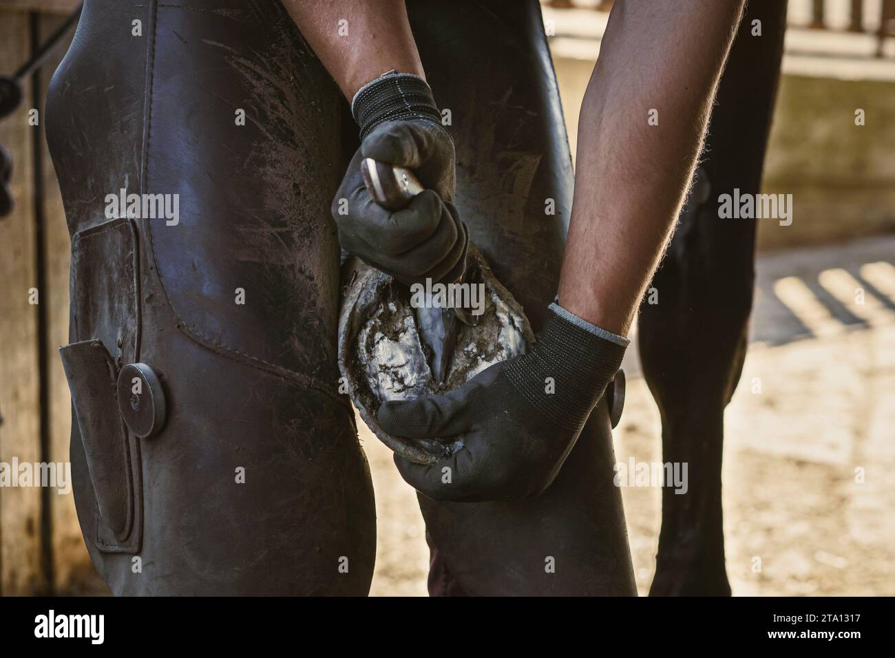 Horseshoeing preparation is in progress. The farrier is preparing the ...
