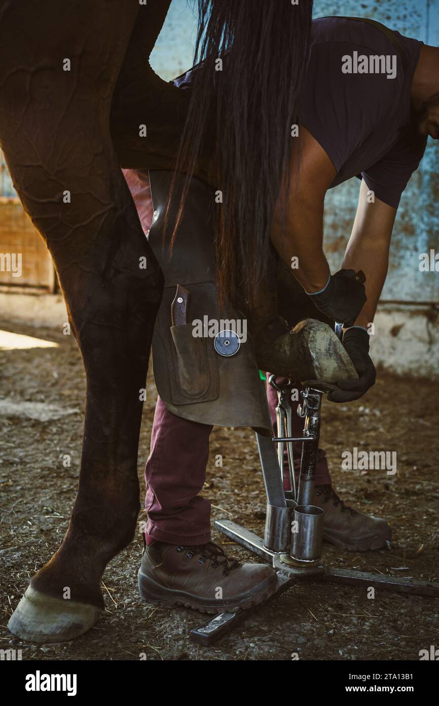 The farrier is preparing the hoof for horseshoeing. The farrier ...