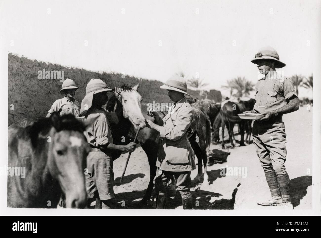 WW1 World War I - Captured Turkish horses at Ramadie, Mesopotamia, Iraq ...