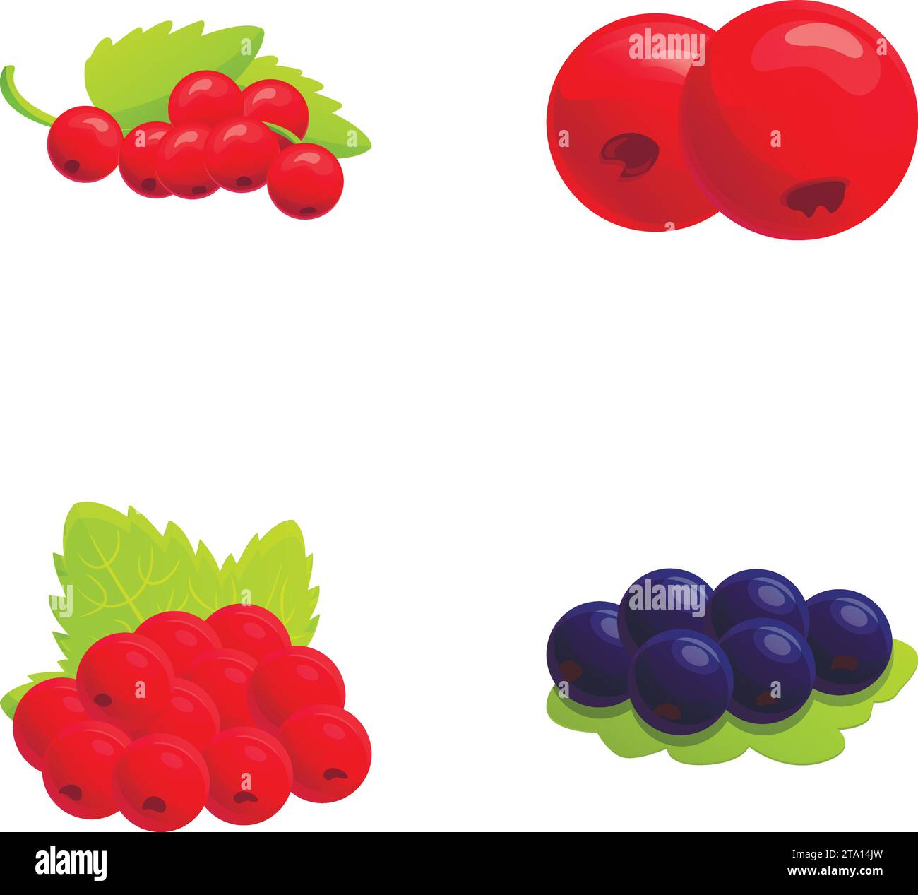 Redcurrant botanical illustration Stock Vector Images - Alamy