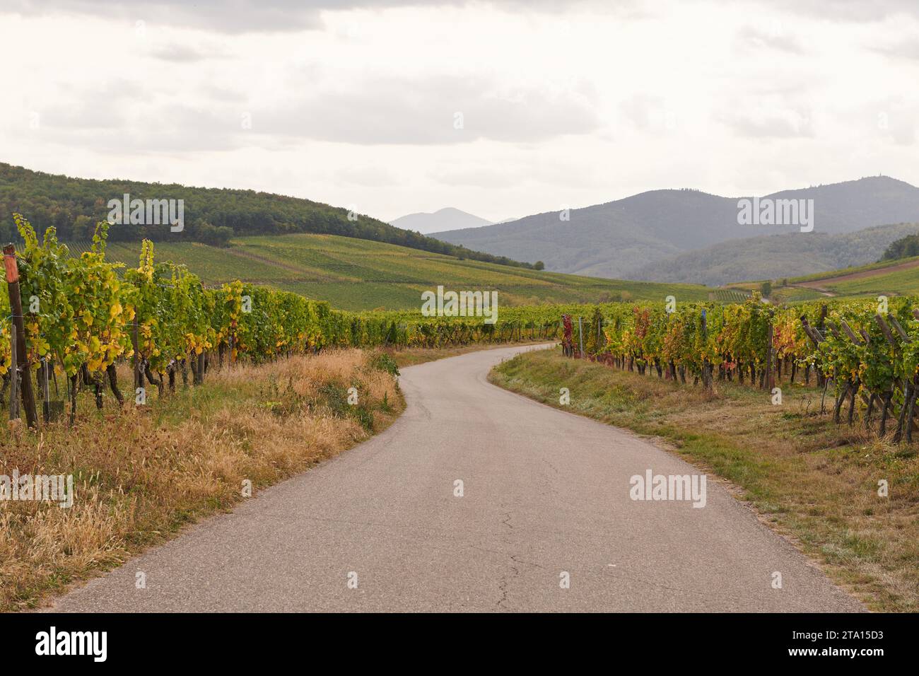 Reisling hi-res stock photography and images - Alamy
