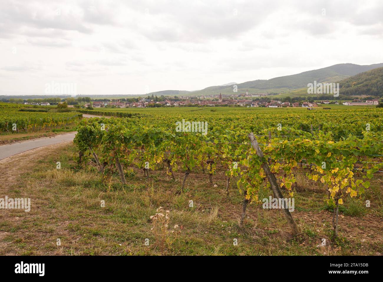 Riesling wine production hi-res stock photography and images - Alamy