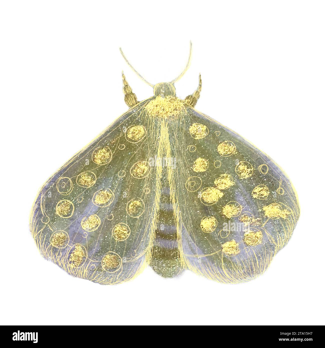 Golden mole Cut Out Stock Images & Pictures - Alamy