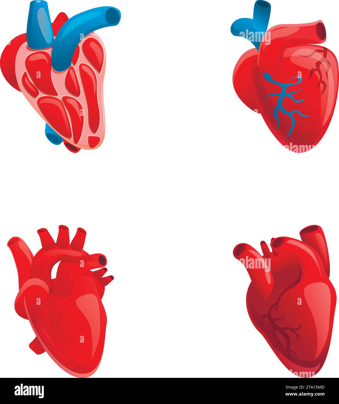 Human heart icons set cartoon vector. Heart with venous system. Anatomy ...