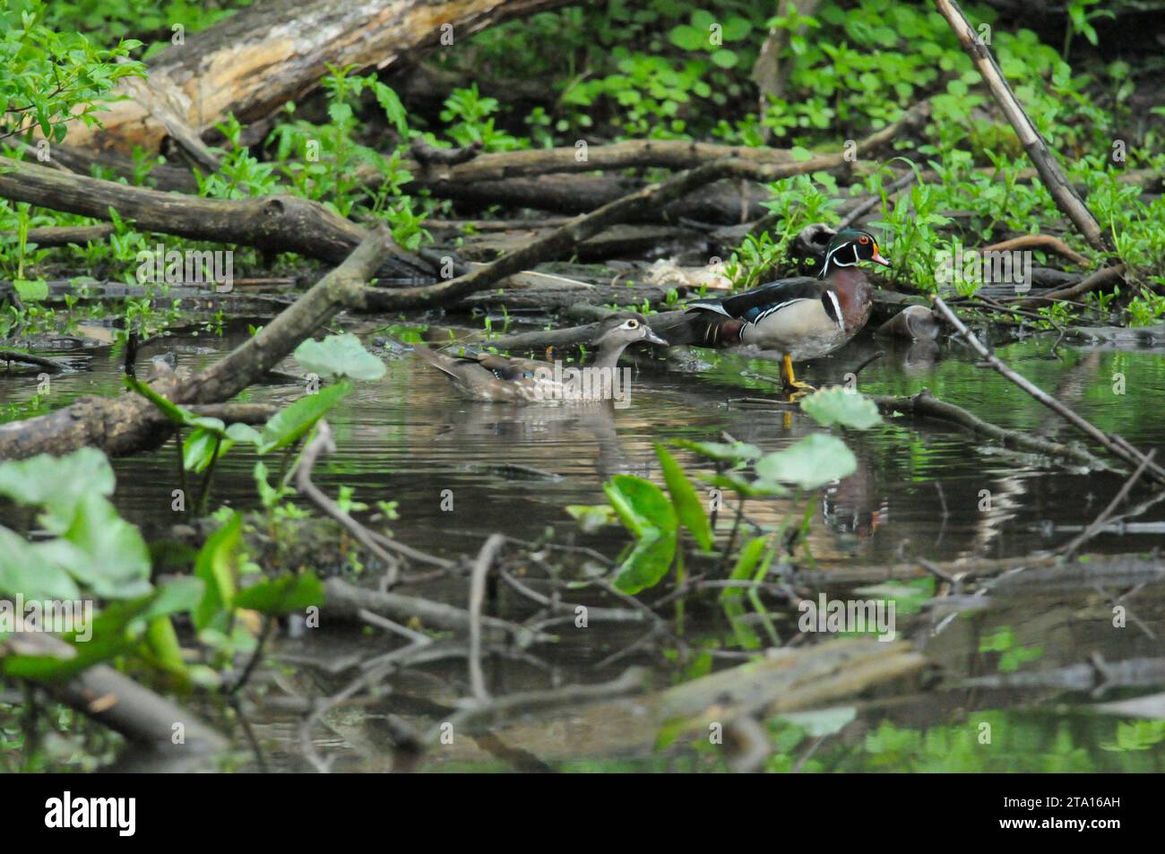 Wood Ducks hiding among the foliage in New York Stock Photo - Alamy