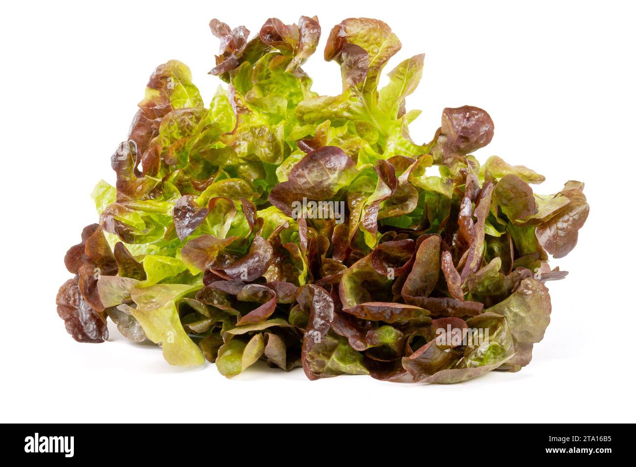 salad - red oak leaf, close-up, isolated on a white background Stock ...