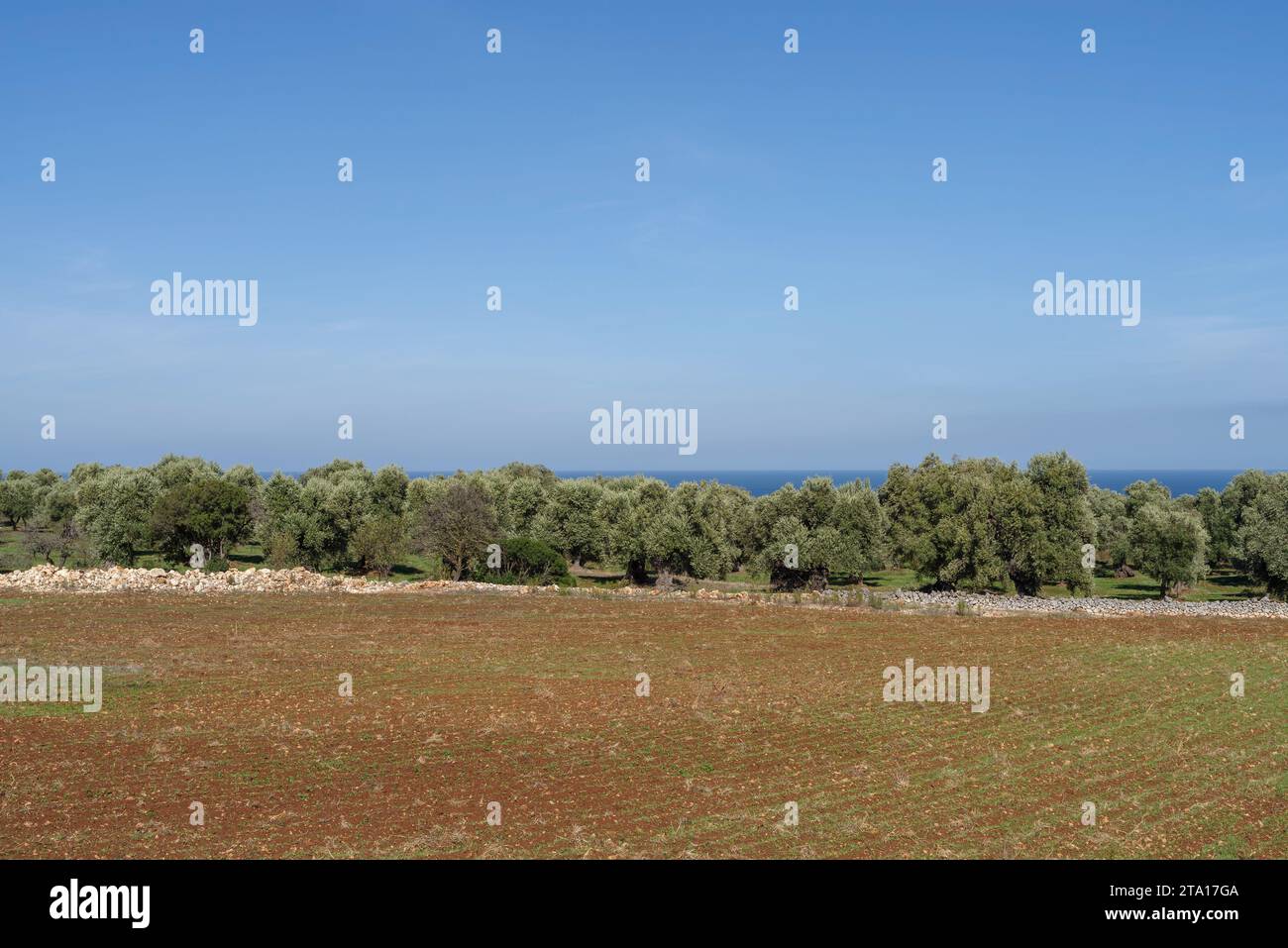 Large olive plantation italy hi-res stock photography and images - Alamy